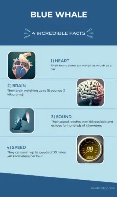 Blue Whale Size Comparison